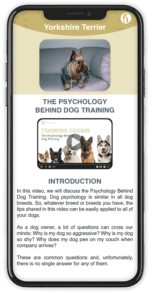 Smart Dog Accelerator Program