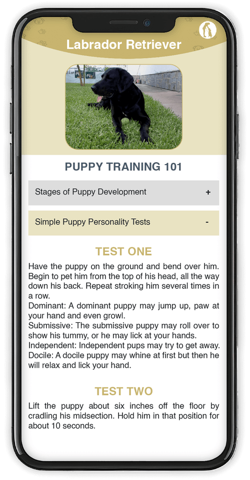 Smart Dog Accelerator Program