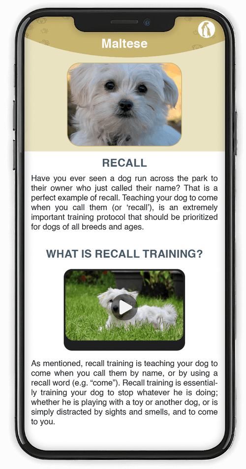 Smart Dog Accelerator Program